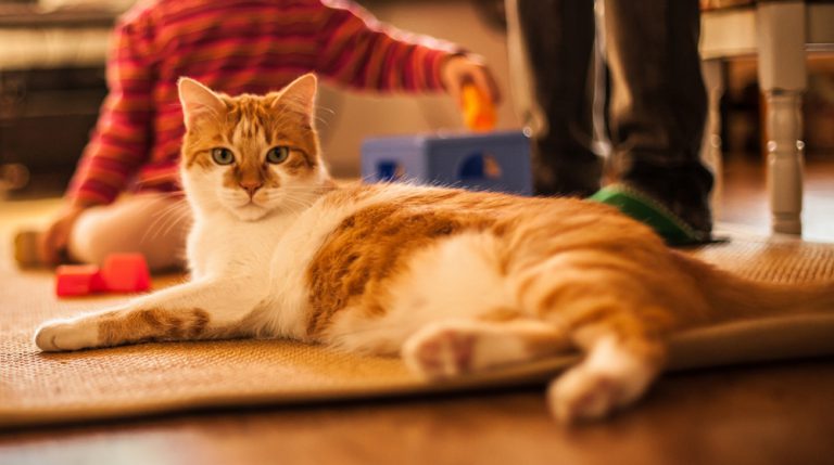 Conoce los beneficios de tener un gato en casa | Blackie cat
